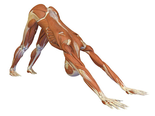 Resources - MFR Yoga